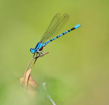 Image credit: Steve Berardi, https://www.flickr.com/photos/steveberardi ...