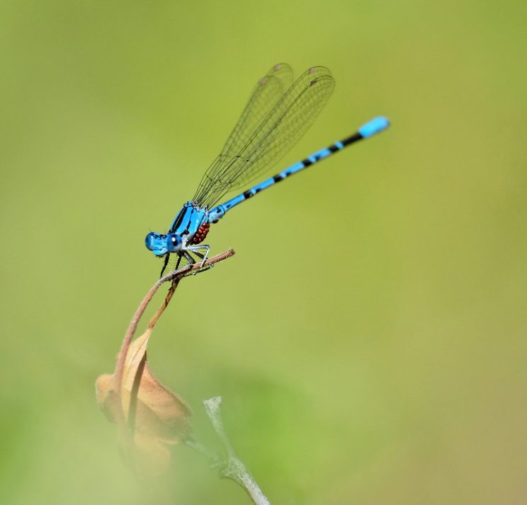 Image credit: Steve Berardi, https://www.flickr.com/photos/steveberardi ...